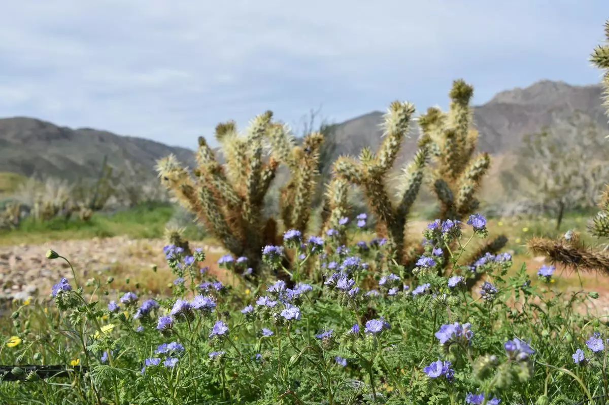 У Каліфорніі ўпершыню за 20 гадоў заквітнела пустыня: відэа