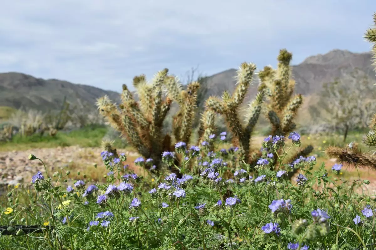 カリフォルニアでは、砂漠は20年で初めて繁栄しました：ビデオ