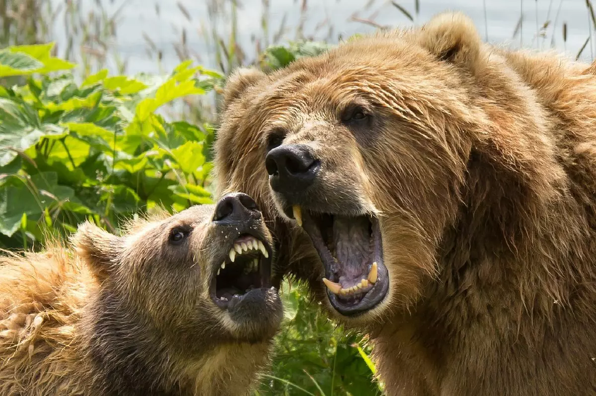 Bears derket pêşberî nêçîrvanên xwînxwar: Vîdeo