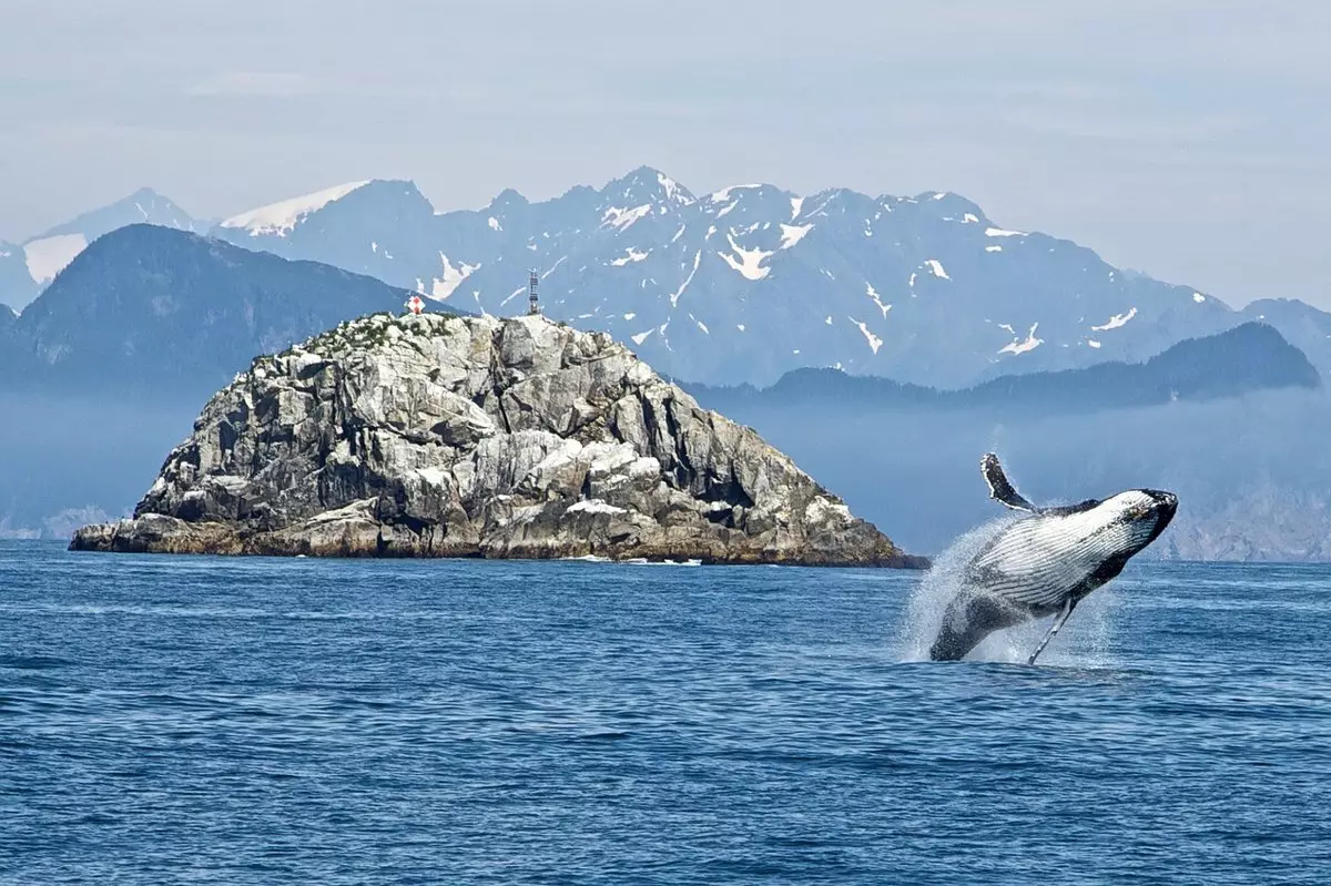 Whales Humpback dest bi çêkirina li Flocks: Vîdeo