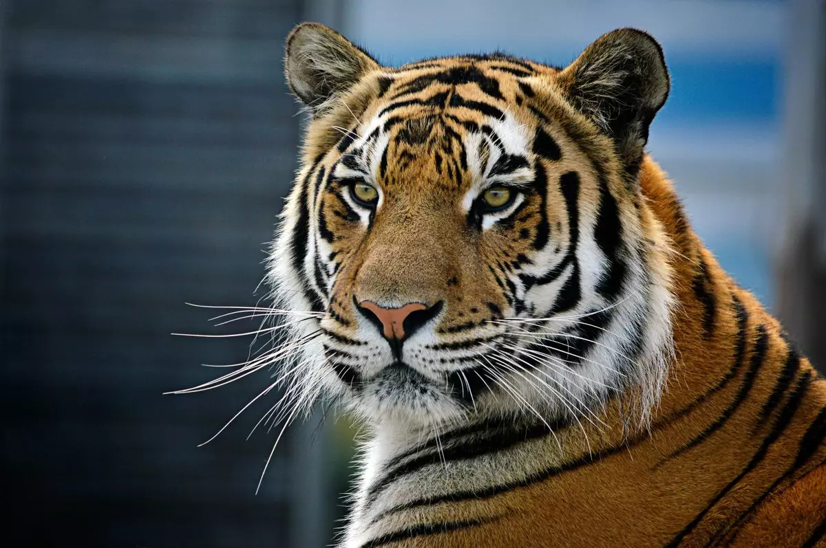 Tiger ແລະສັດຊະນິດອື່ນໆກັບຄືນໄປ Zoo Tbilisi