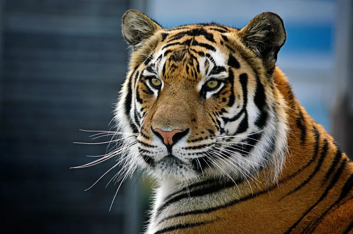 Tigro kaj aliaj bestoj revenas al Tbilisi-zoo