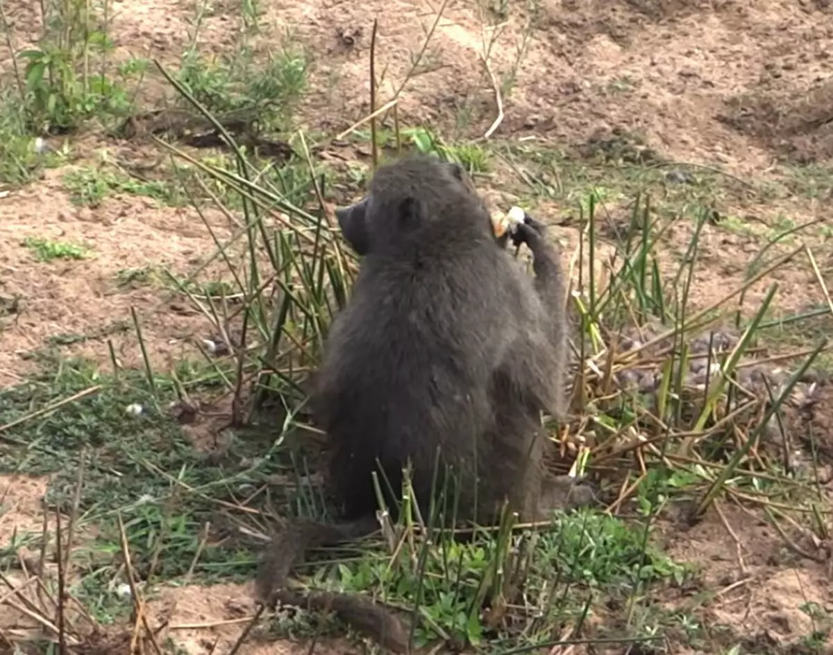 Pavian a furat ouă în gâște: video