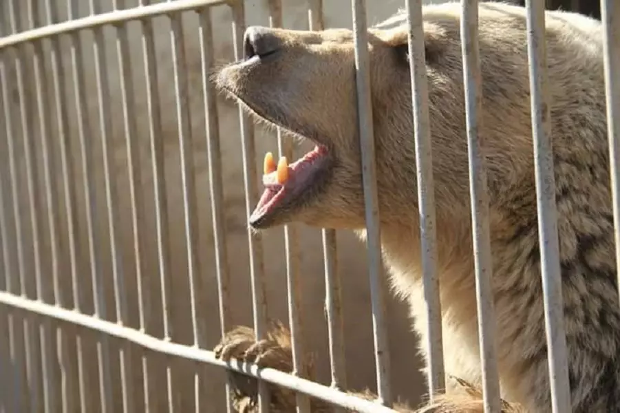 被遗弃的狮子和熊从伊拉克动物园救出：视频