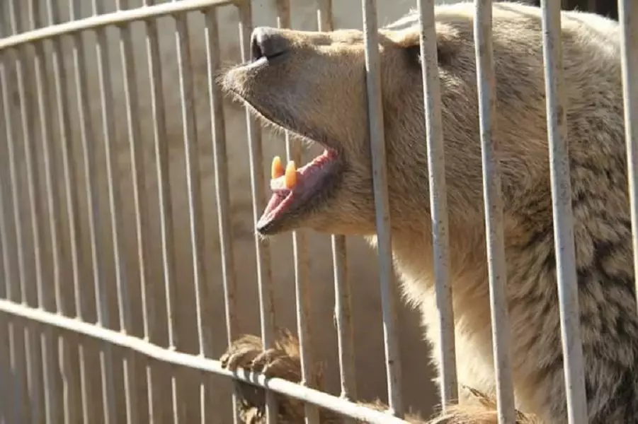 Leão abandonado e o urso são resgatados do zoológico iraquiano: vídeo