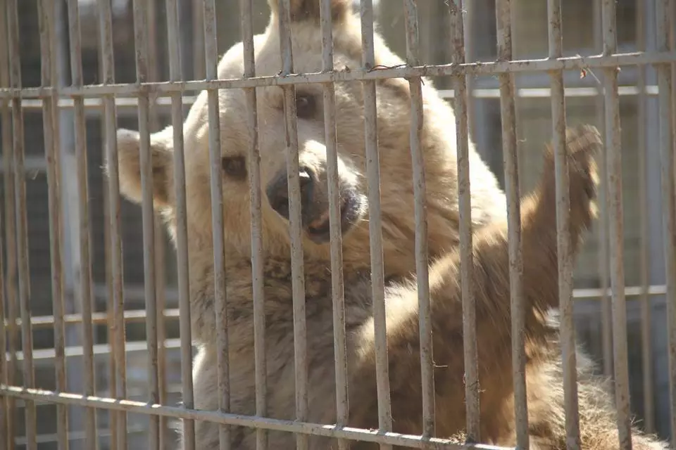 Ferlitten liuw en de bear wurde rêden út Iraakse dierentún: fideo 7500_3