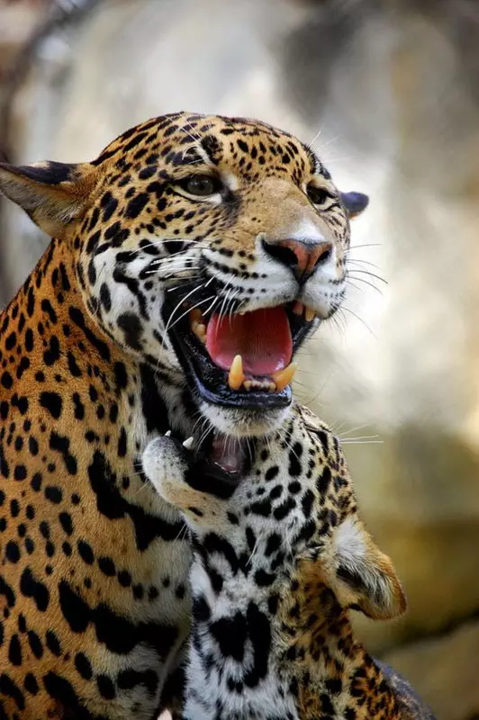 Ung jaguar i Brasilien: Video