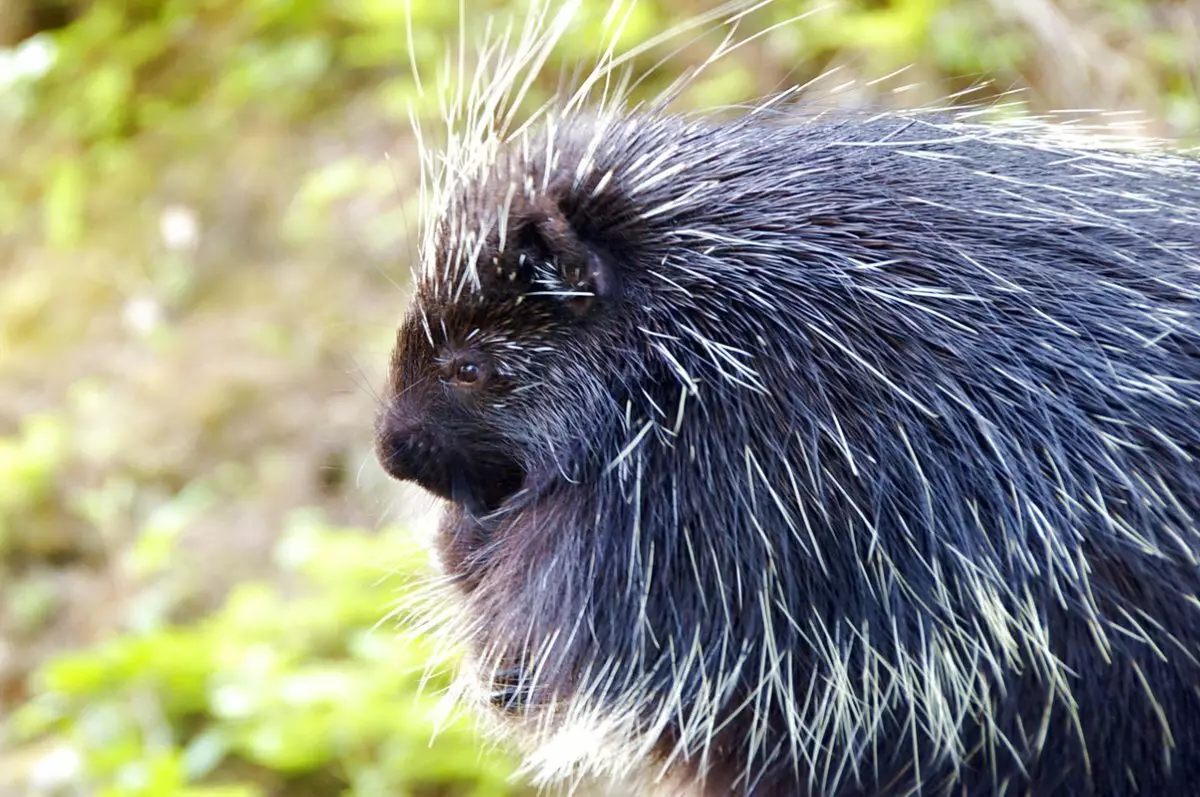 Leoparden aurkako Drikews: Video