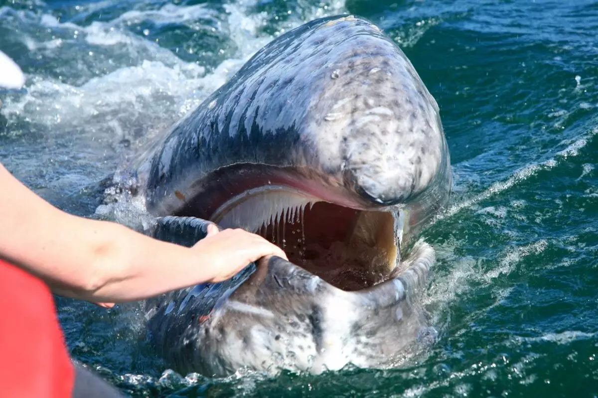 Mama Kit allowed tourists to stroke the pile: video