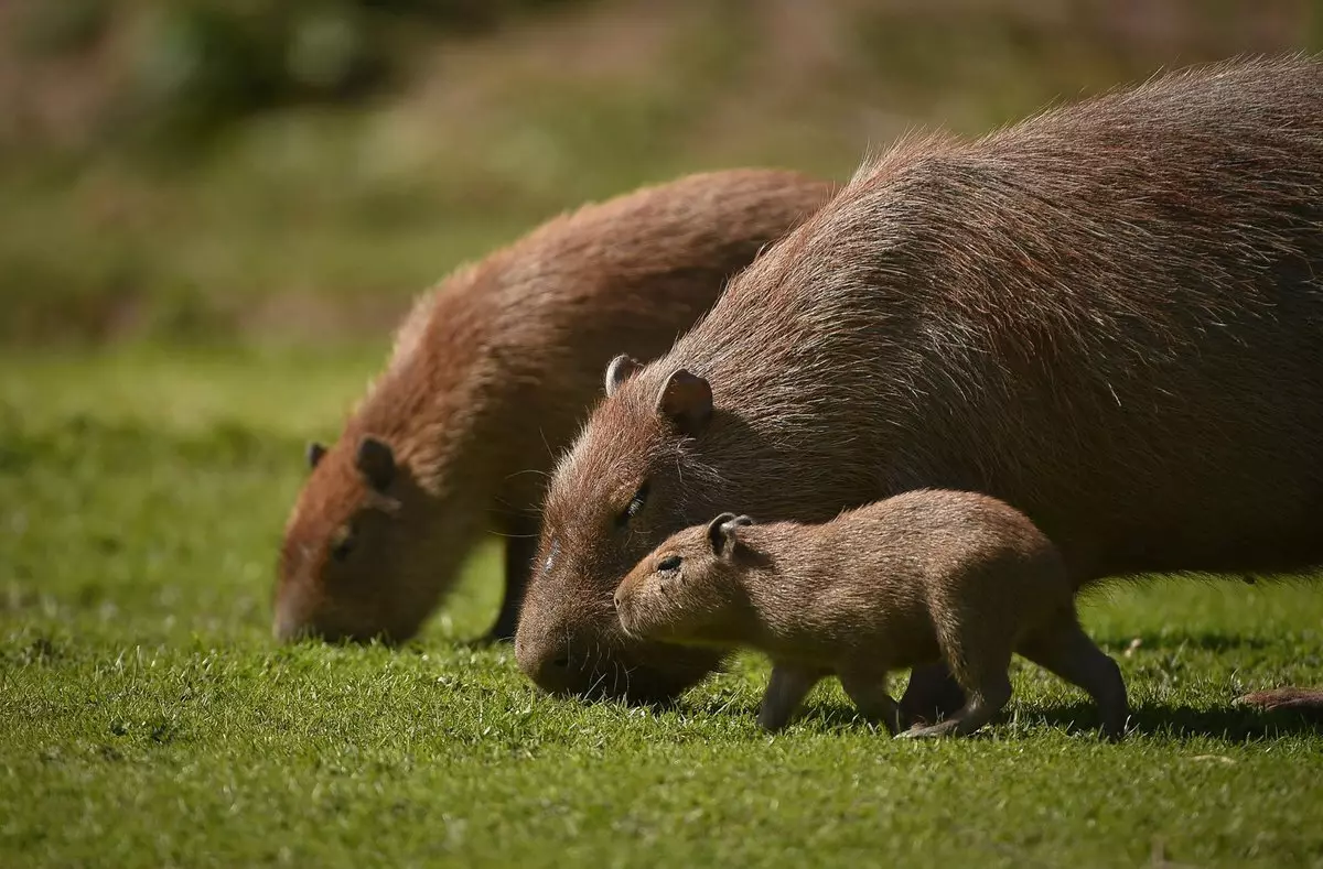 Primi passi di una neonata: video