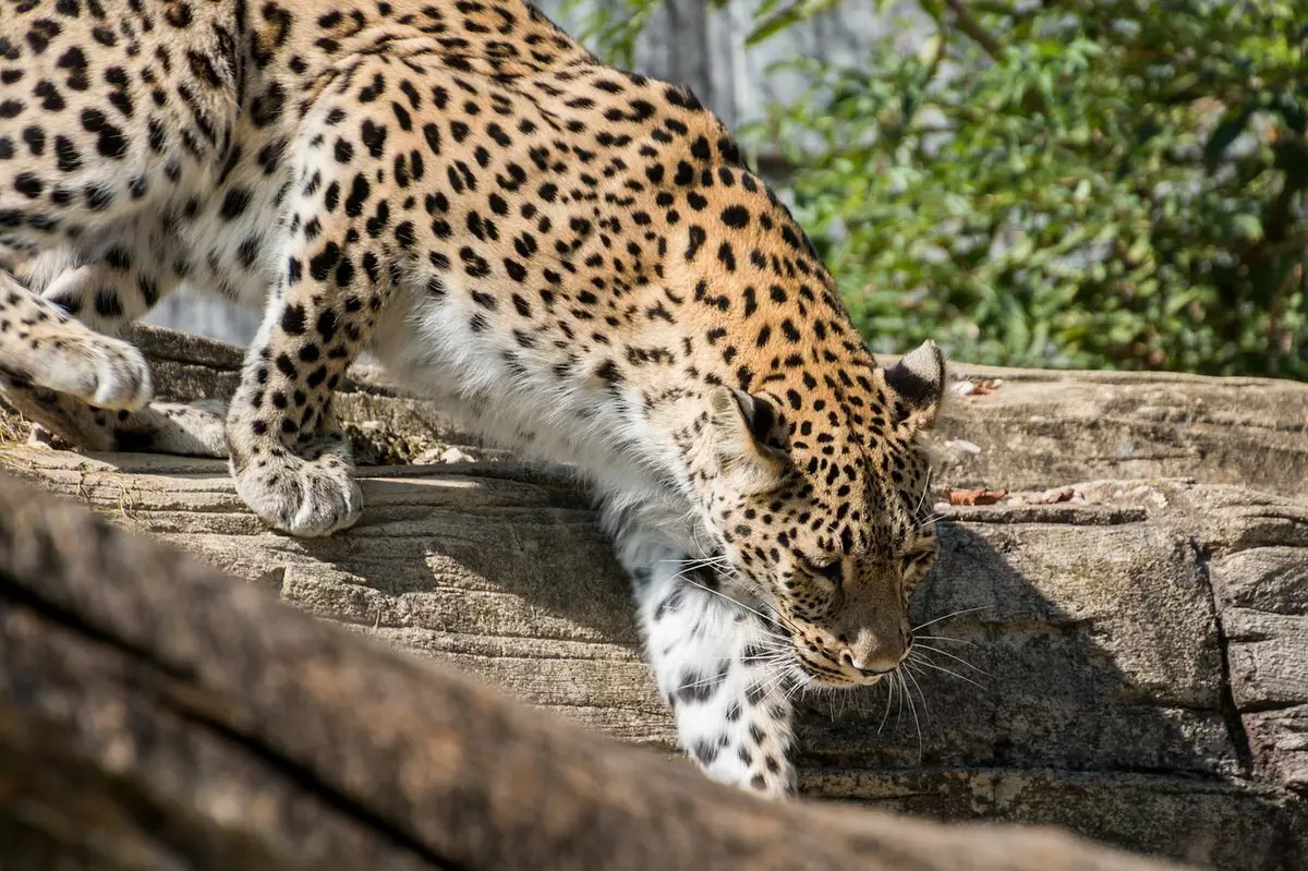 Leopard colla cun policía: Vídeo