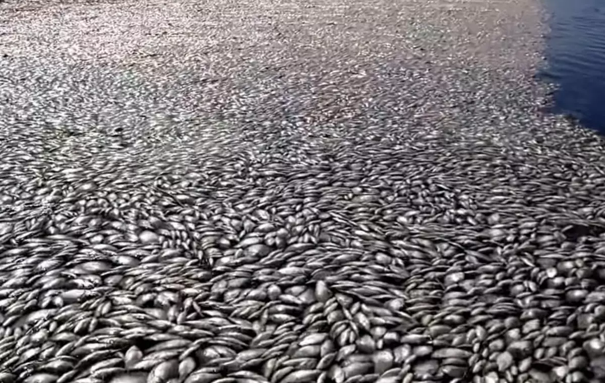 मृत माशांना चेल्याबिंस्क प्रदेशात तलावाच्या पृष्ठभागावर झाकलेला आहे: व्हिडिओ