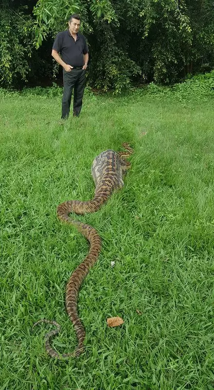 Python кенгуру жутуп, крокодилдей болуп калды: Видео