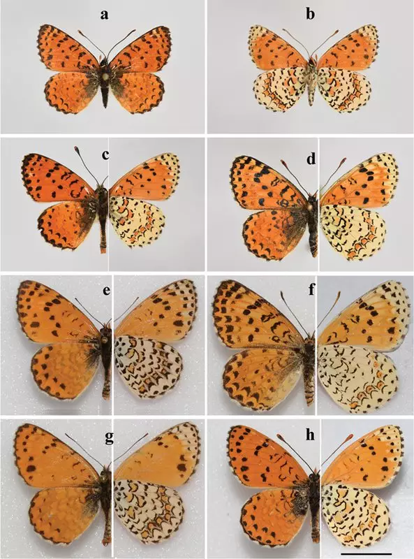 En Israël pour la première fois au siècle, un nouveau type de papillons a été trouvé