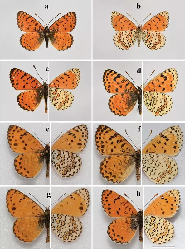 En Israel por primera vez en el siglo, se encontró un nuevo tipo de mariposas.