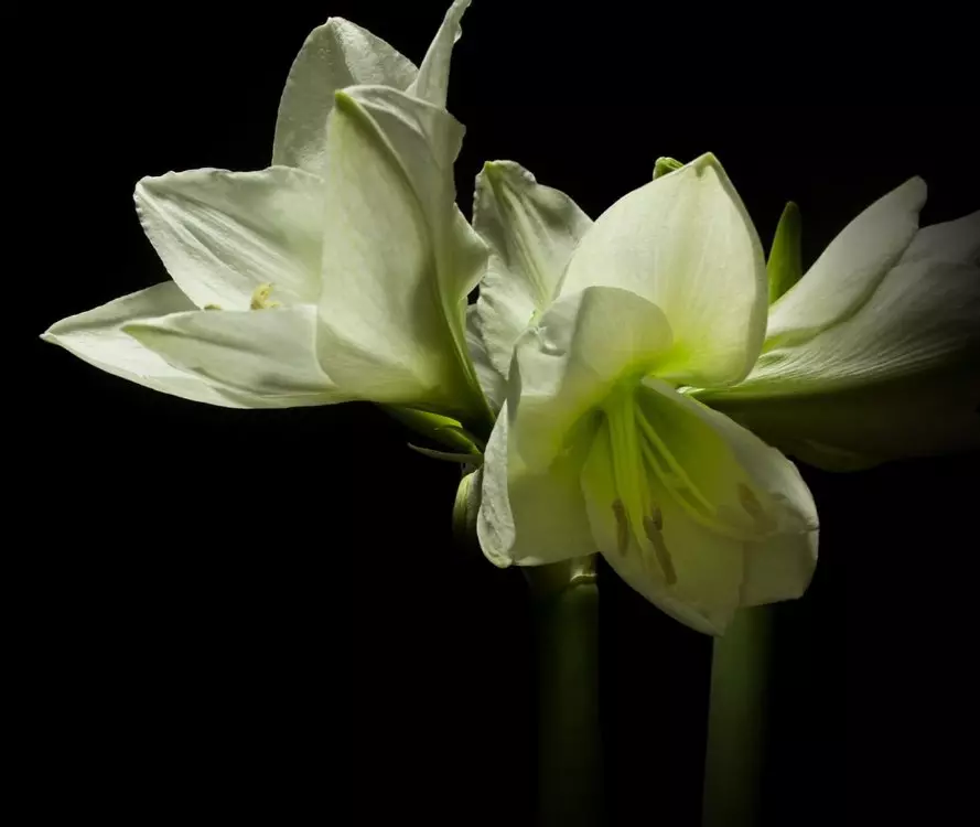 Comment fleurs Bloom: Timelps Video