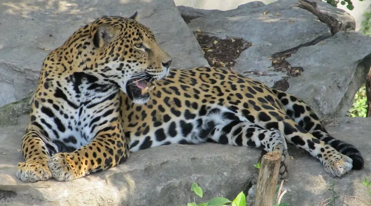 Ang Jaguar sa Zoo mibiya sa aviary ug gipatay ang usa ka unggoy