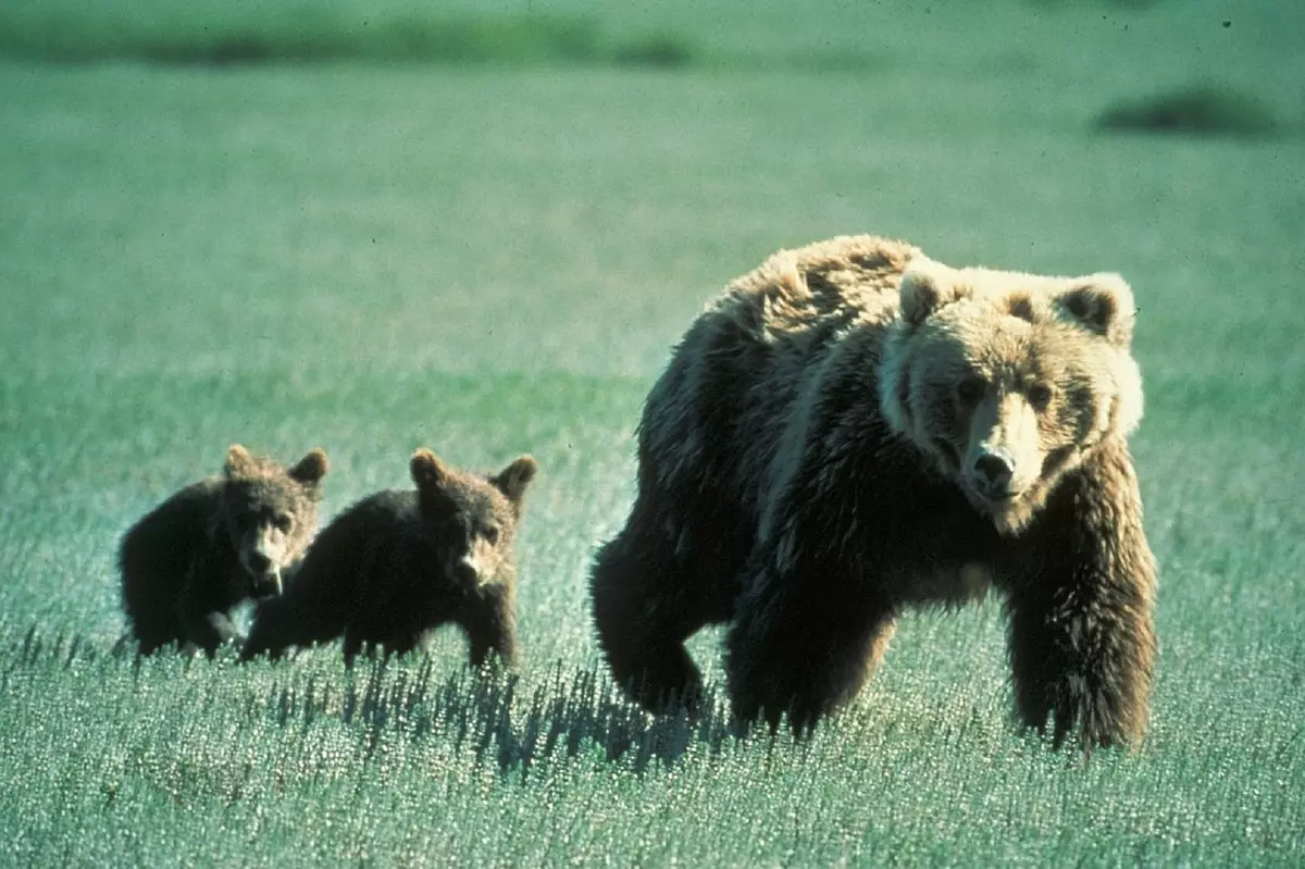 Garry Meshwan-grizzly Gemini Ejesi boldy: wideo