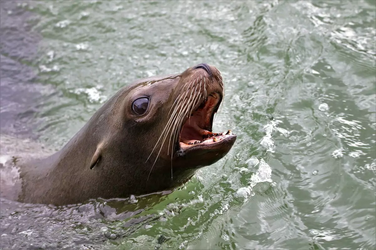 Sea Lion traîna la fille sous l'eau: Vidéo