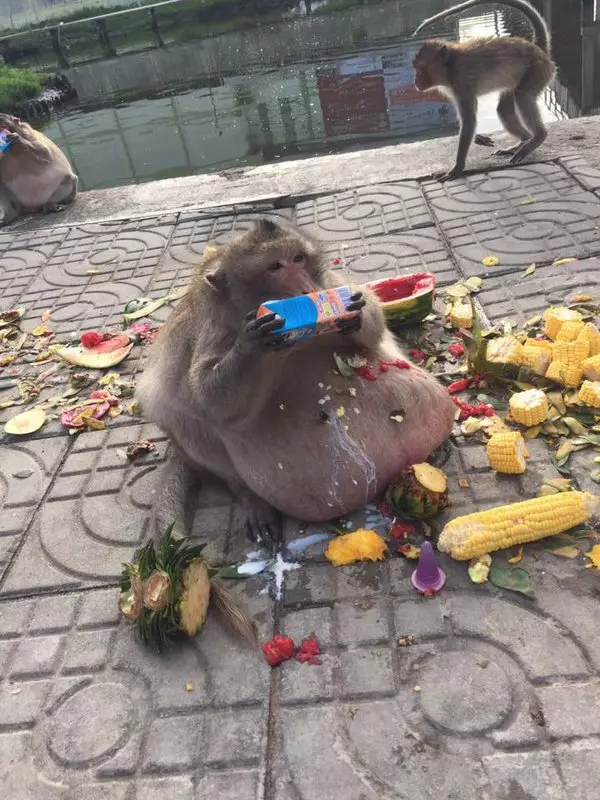 A Tailàndia, els turistes van portar Macaku a l'obesitat