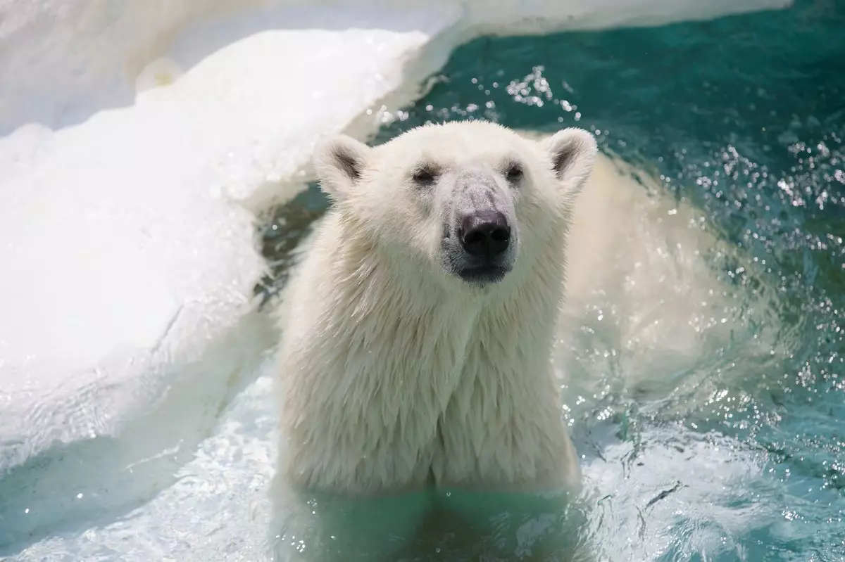 孤独な白クマのためにガールフレンドを見つけました