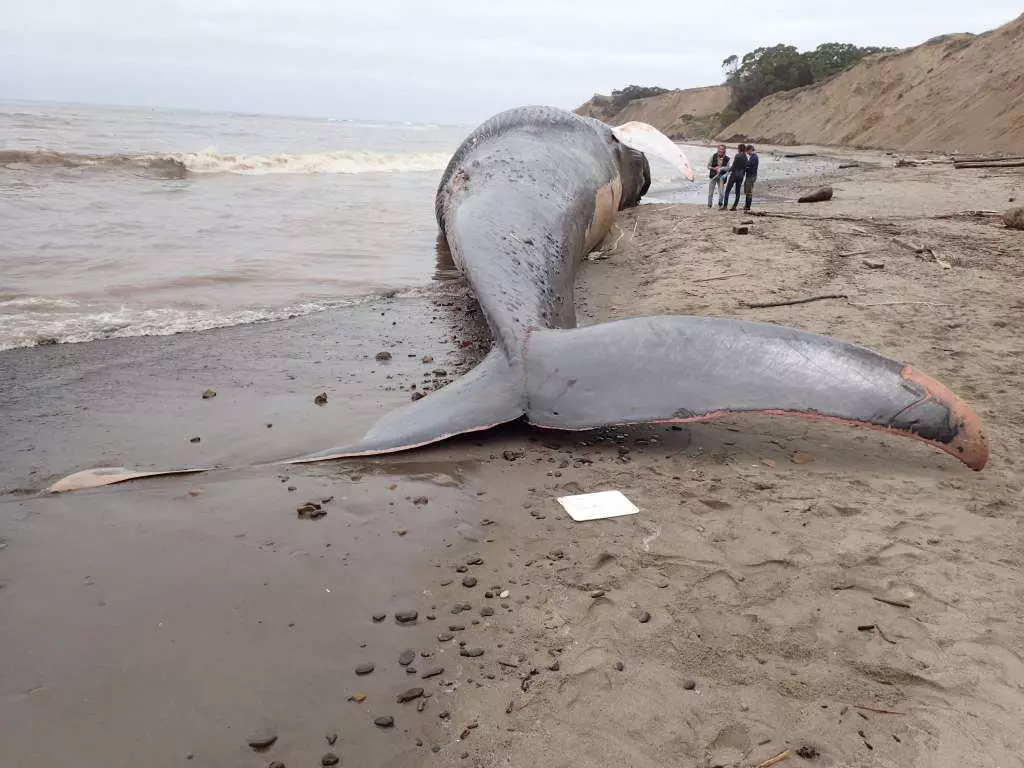 Blue Kit va ser derrocat pel buc de la costa de Califòrnia