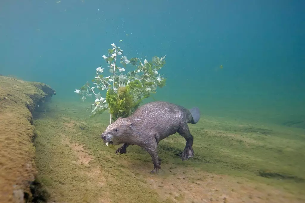 Fotograf, der 4 Jahre unter Wasser für ein Bild ausgegeben wurde