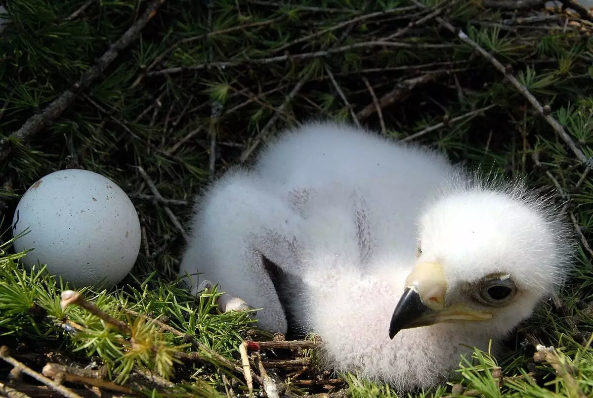 nidi artificiali per uccelli predatori appariranno nella regione artica