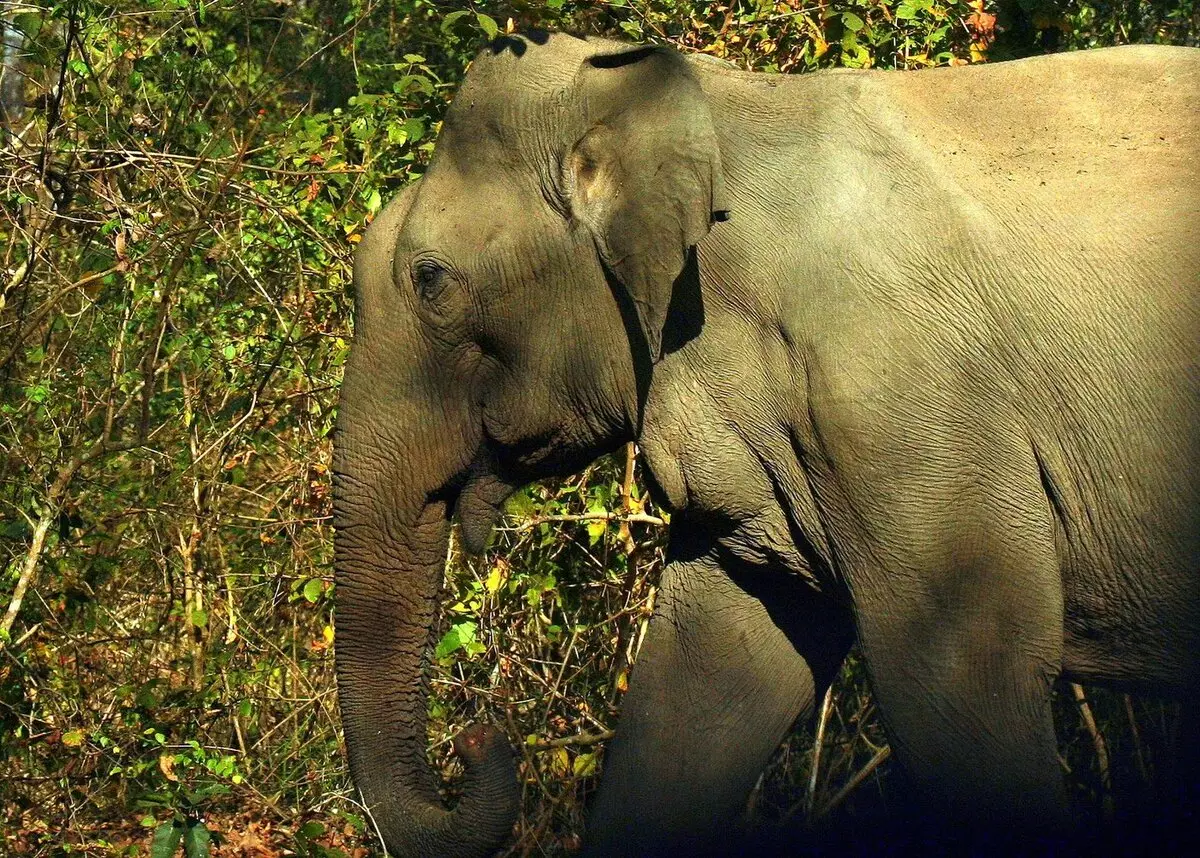 أرسل القاتل الفيل الهندي لإعادة التربية: فيديو