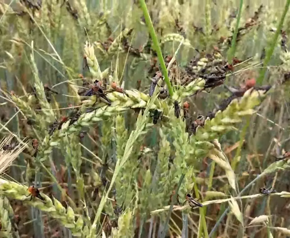 Stavropol Məkanı çəyirtkə işğalı: video