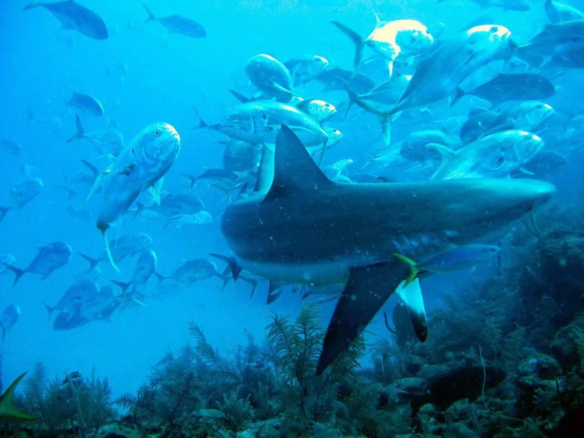 Shark against fisherman: video