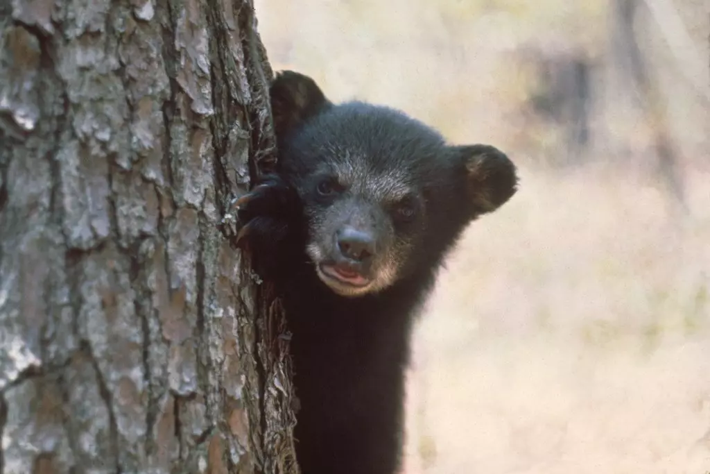 El oso intenta escalar en la cerca: video