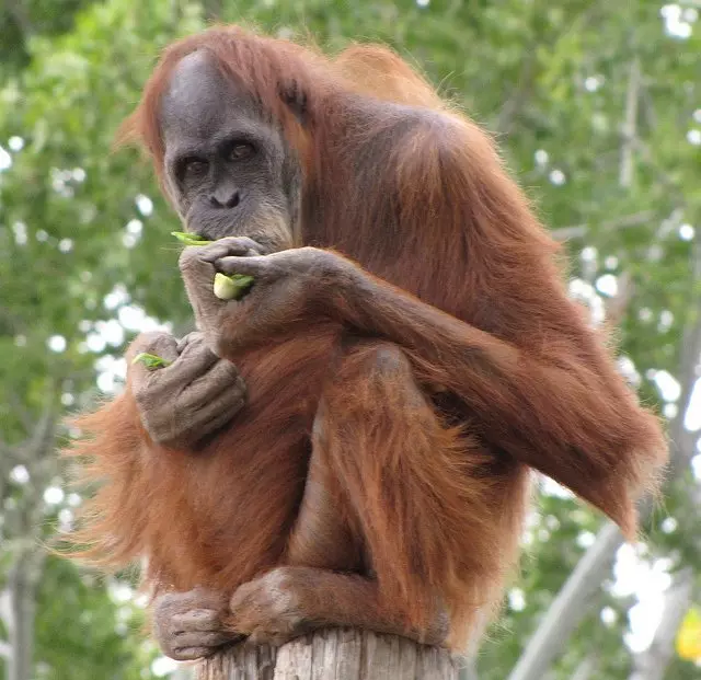 Orangutanas sugriebino turistą ir nenorėjo paleisti: vaizdo įrašas