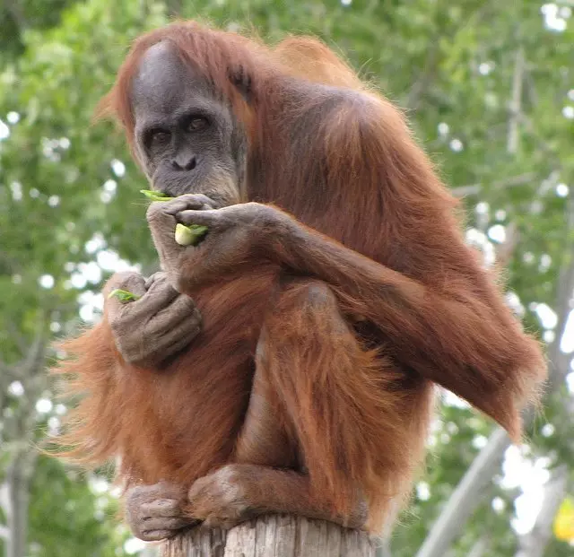 Orangutan na puʻeina le turisi ma e le manaʻo e te alu: vitio