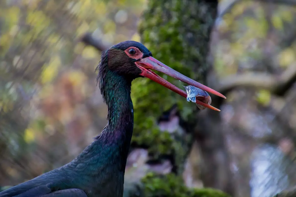 Sna bruachbhailte den chéad uair sa chéid, d'fhill storks dubh