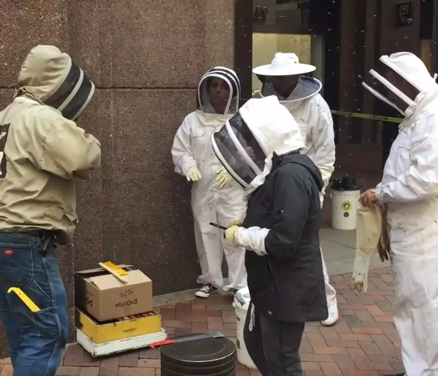 Tūkstančiai bičių užblokavo įėjimo į dangoraižį Niujorke: vaizdo įraše