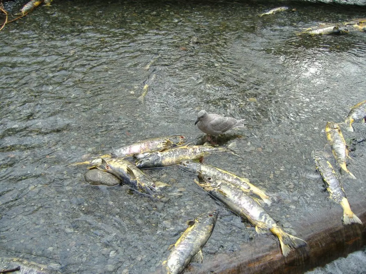 У Китаї сотні риб викинулися з води: відео