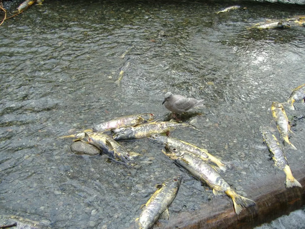 Na China, centenas de peixes saltou fora da água: video