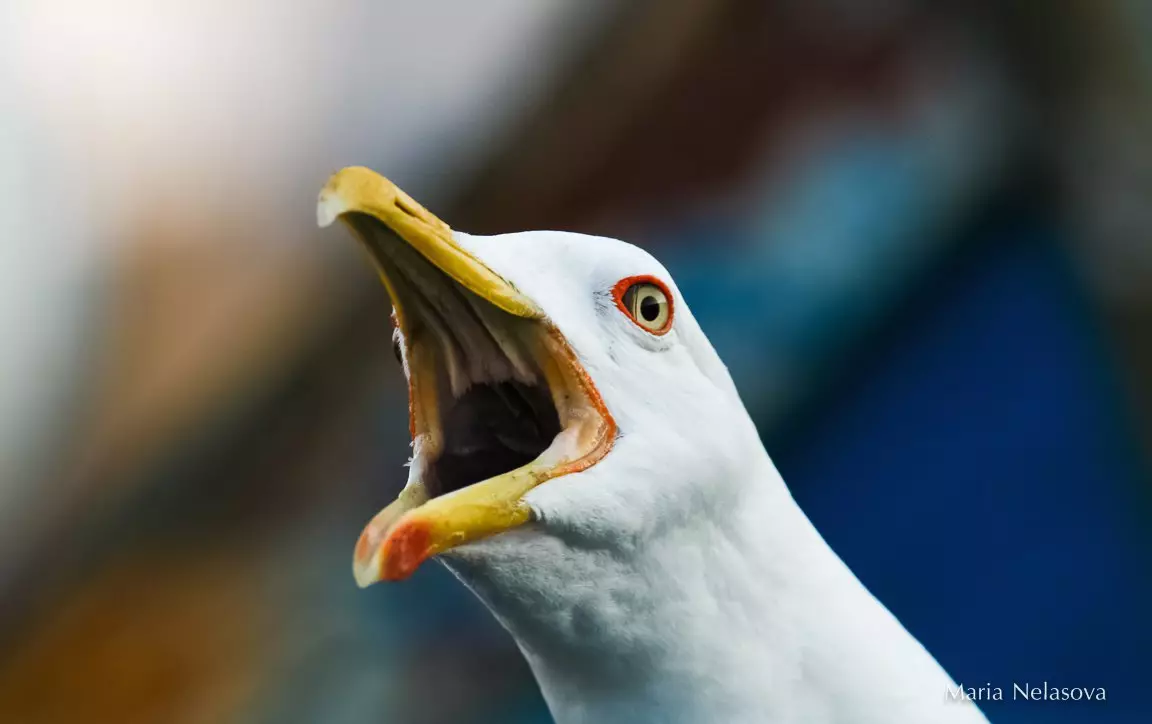 Seagulls-Pest.