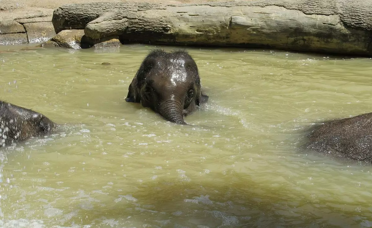 Salvarea Elephant căzut: Video