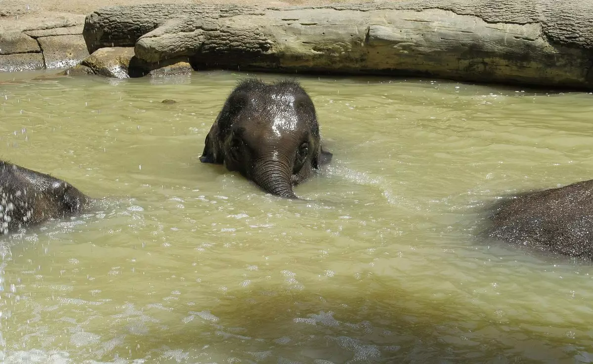 Kaligtasan Fallen Elephant: Video.