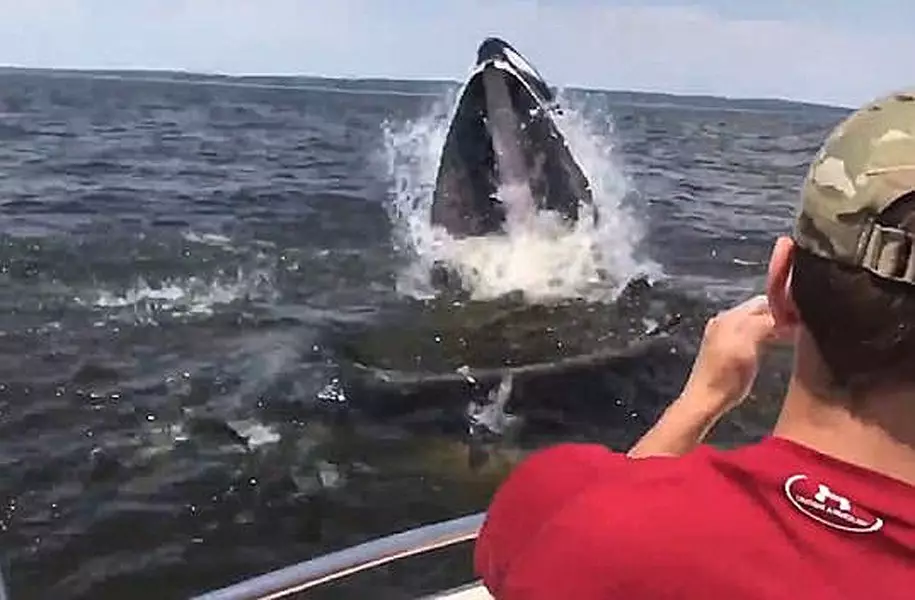 Kit je jedva skočio u brod u ribare: video
