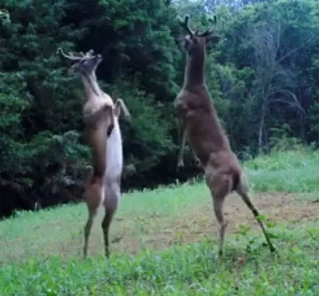 拳擊決鬥鹿：視頻