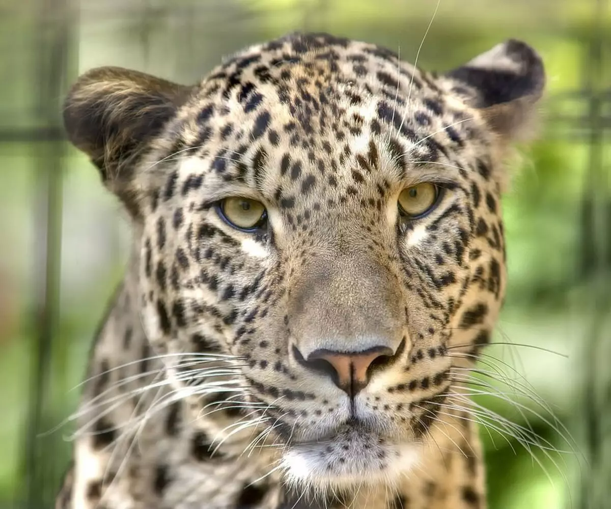 Harvinainen Leopard palasi Pohjois-Ossetia: Video