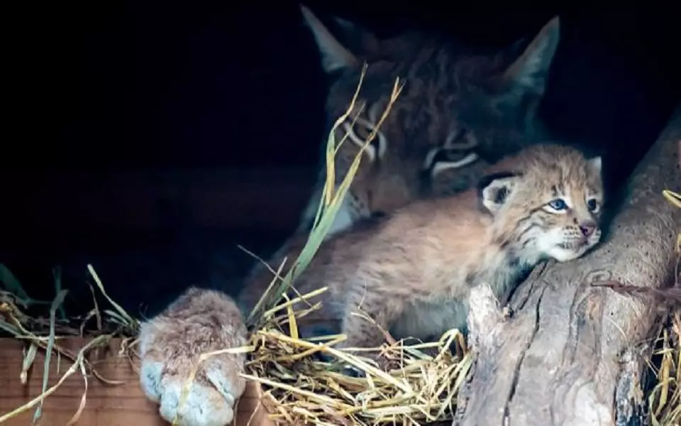 Erste Schritte Ries aus dem Moskauer Zoo: Video