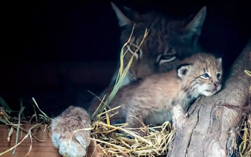 Første skritt Ries fra Moskva Zoo: Video