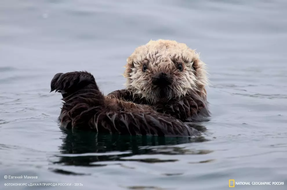 La població de llúdrigues de mar a les illes Kurils de el Nord està a la vora de l'extinció