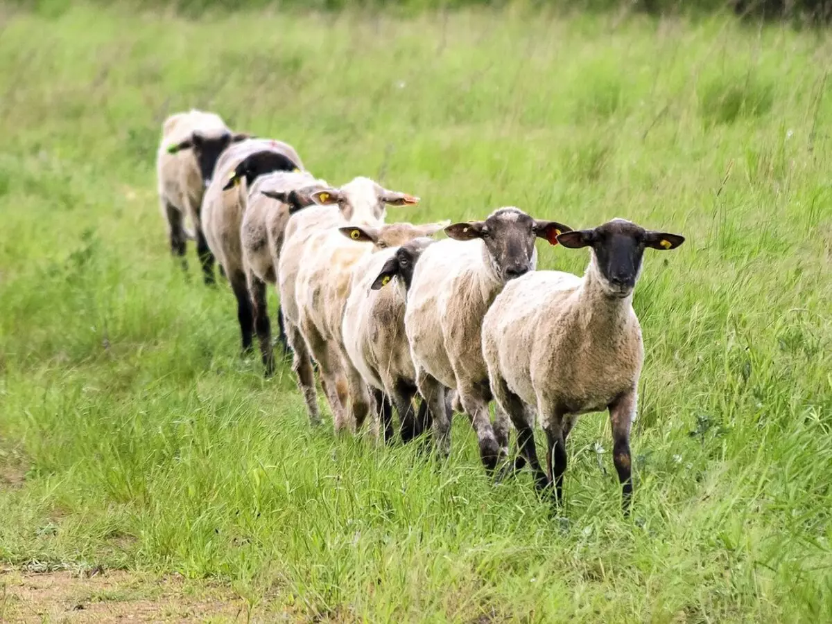 Massen-Suizid-Schafe in der Türkei: Warum machen sie es?