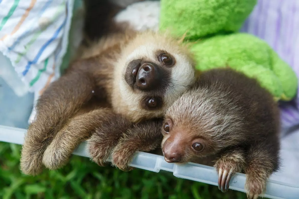 13 حقایق غیر منتظره در مورد sloths