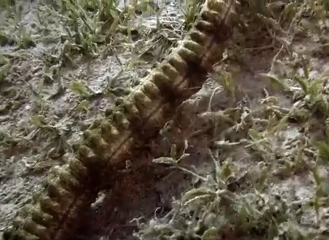 Запис Long морски краставици: видео